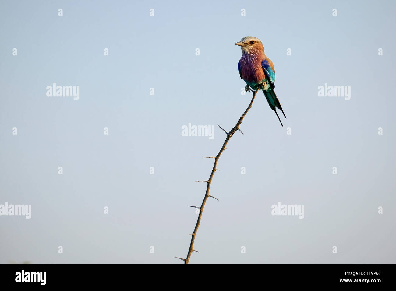 Small bird on top of a branch Stock Photo - Alamy