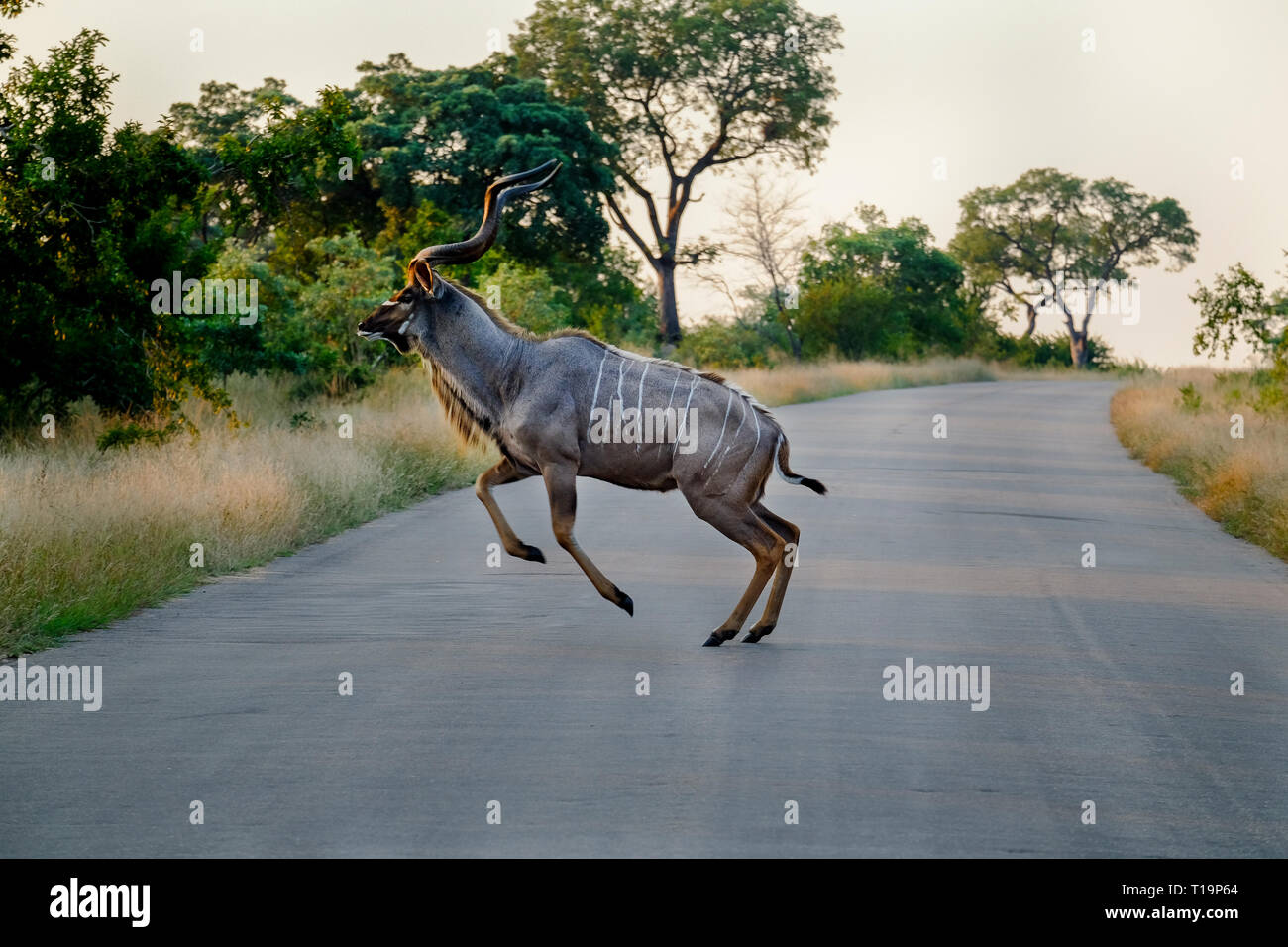 Greater kudu jump hi-res stock photography and images - Alamy