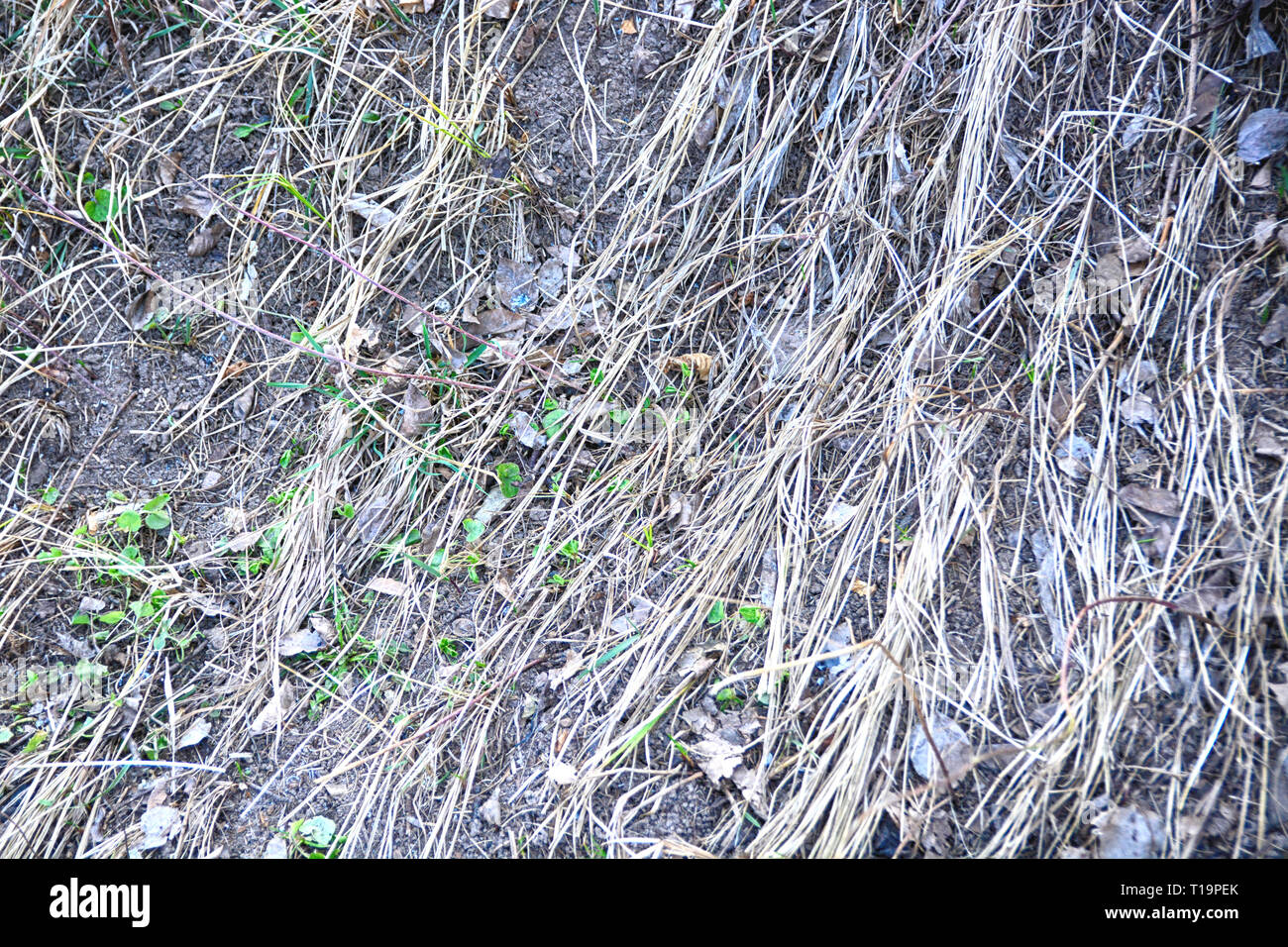 Soil covered dry grass in garden Stock Photo - Alamy