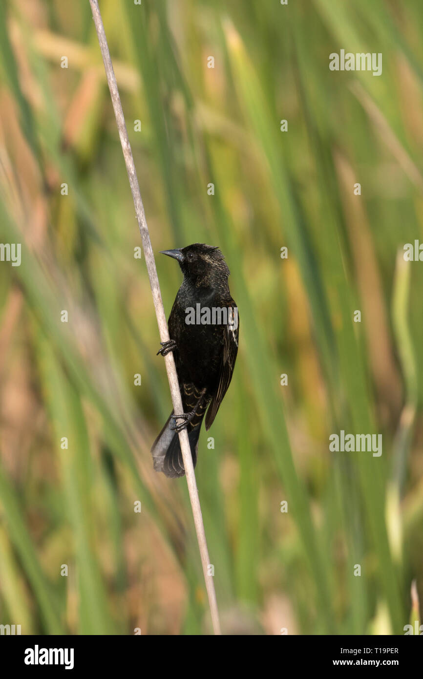 Immature red winged blackbird hi-res stock photography and images - Alamy
