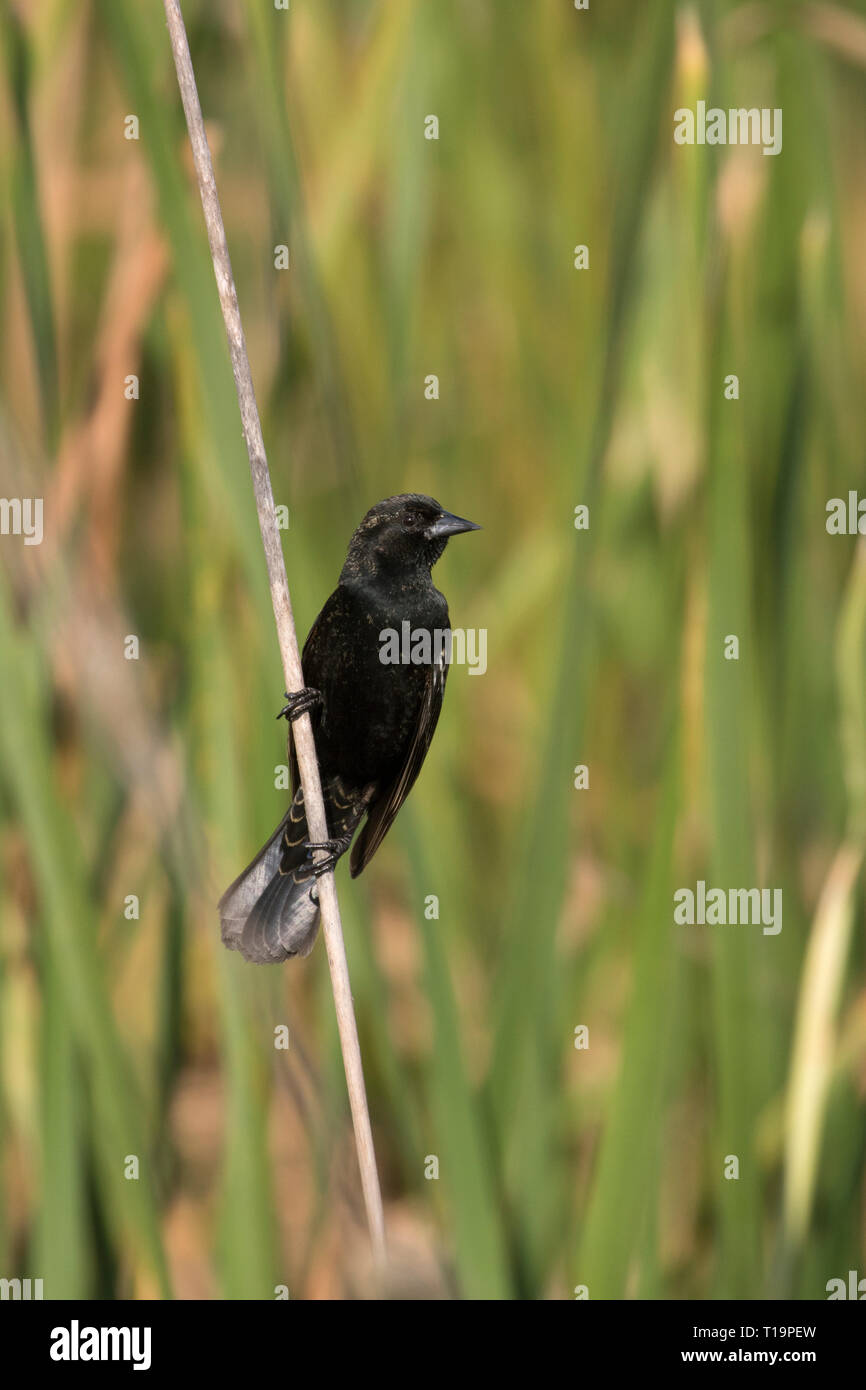 Immature male red-winged blackbird (Agelaius phoeniceus) on reed Stock ...