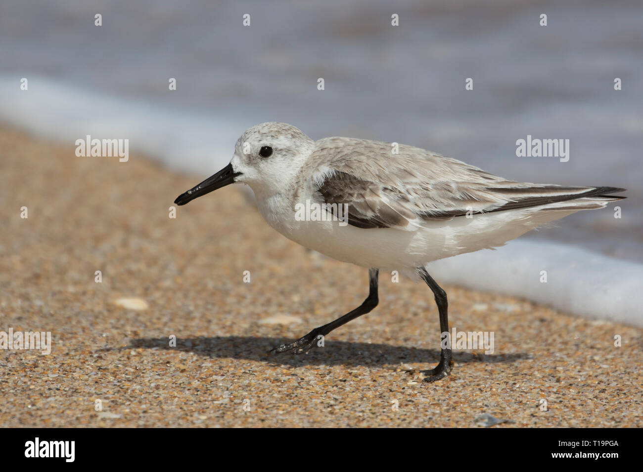 Sanderling (Calidris alba) on a sand beach Stock Photo - Alamy