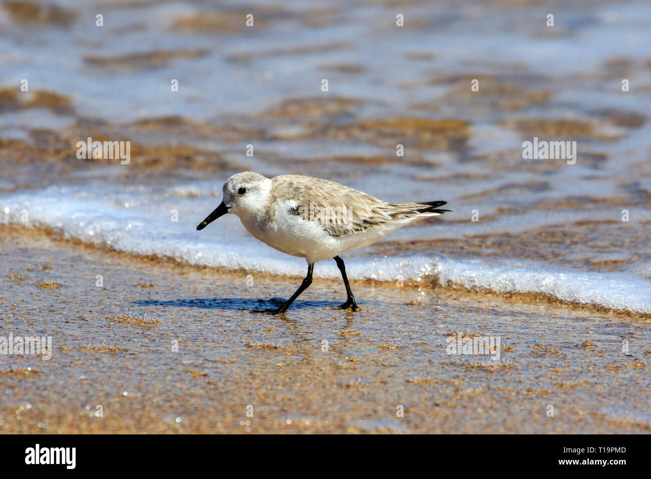 Sanderling (Calidris alba) on a sand beach Stock Photo - Alamy