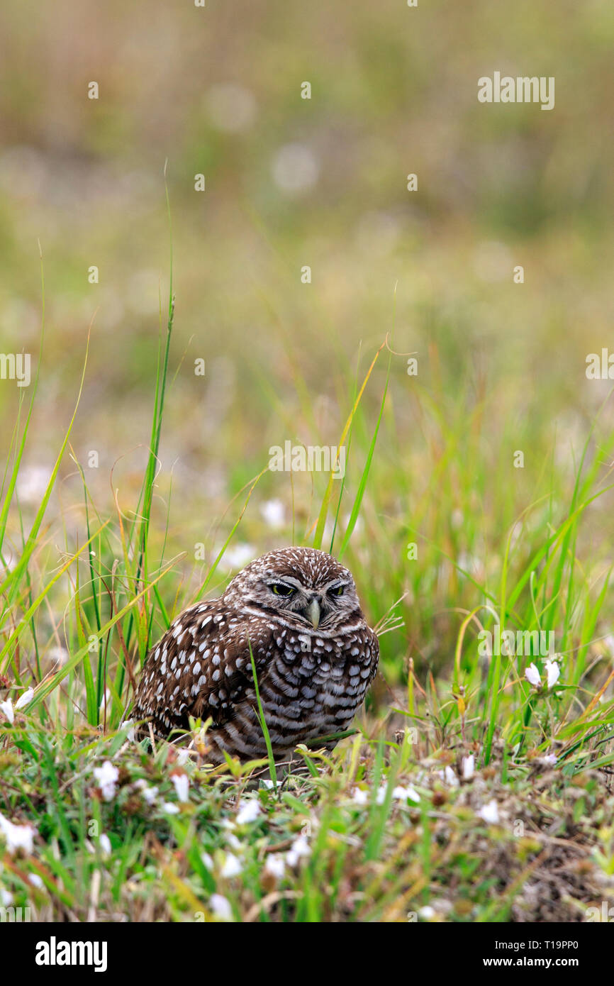 Burrow nesting bird hi-res stock photography and images - Alamy