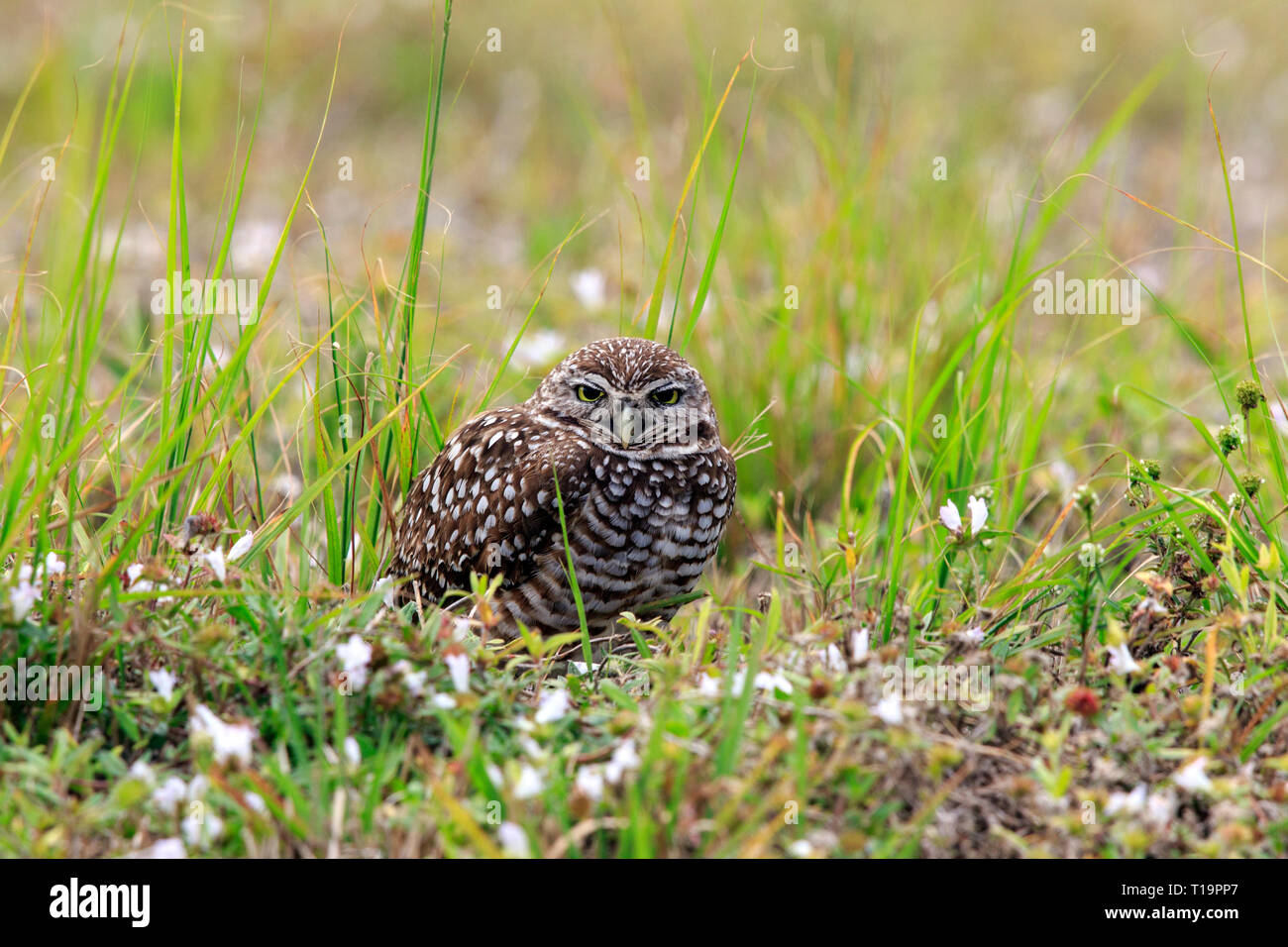 Burrow nesting hi-res stock photography and images - Alamy