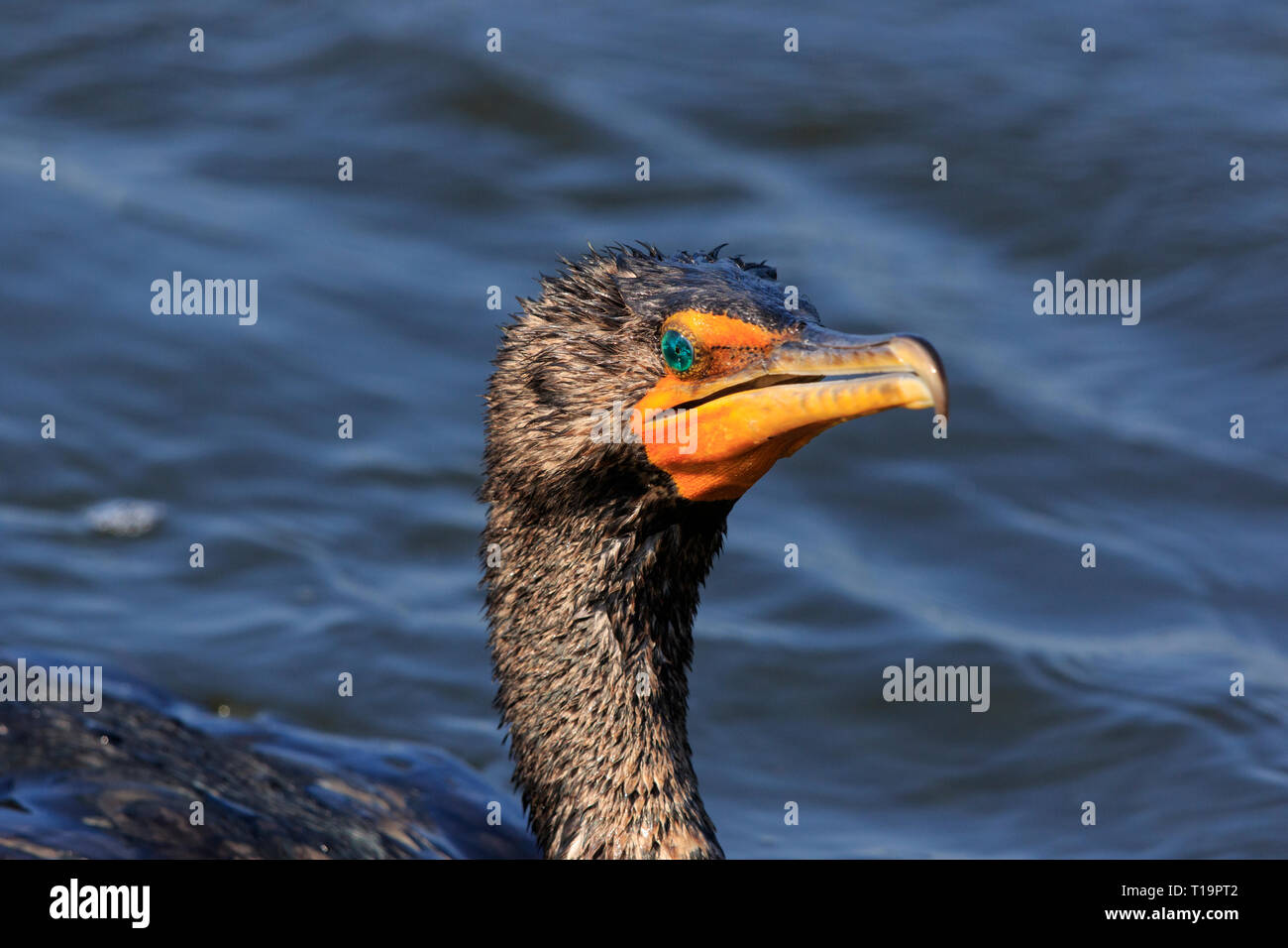Close up cormorant head hi-res stock photography and images - Alamy