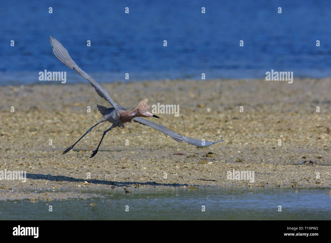 Reddish egret flying hi-res stock photography and images - Alamy