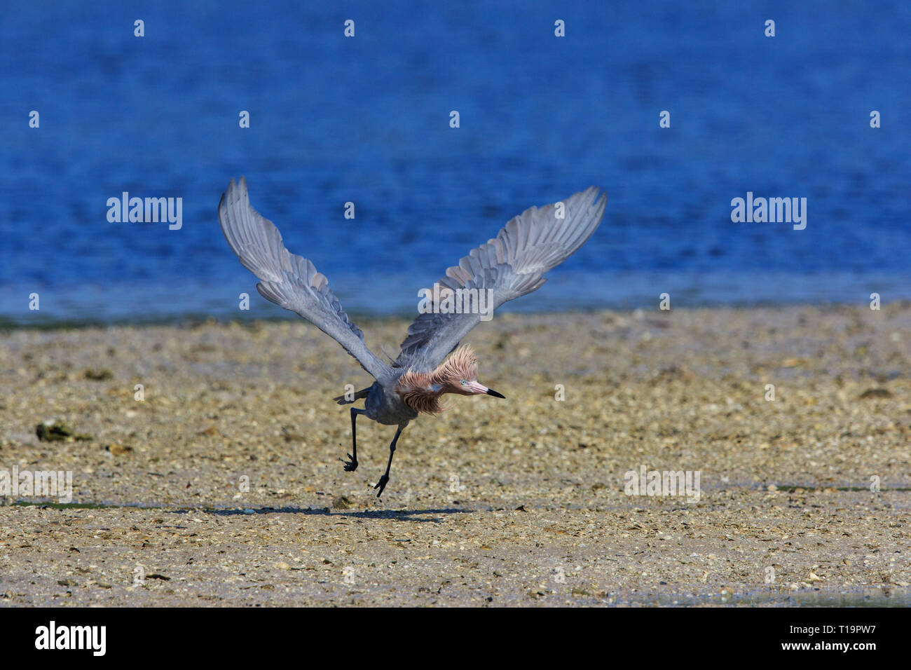Egret wildlife hi-res stock photography and images - Alamy