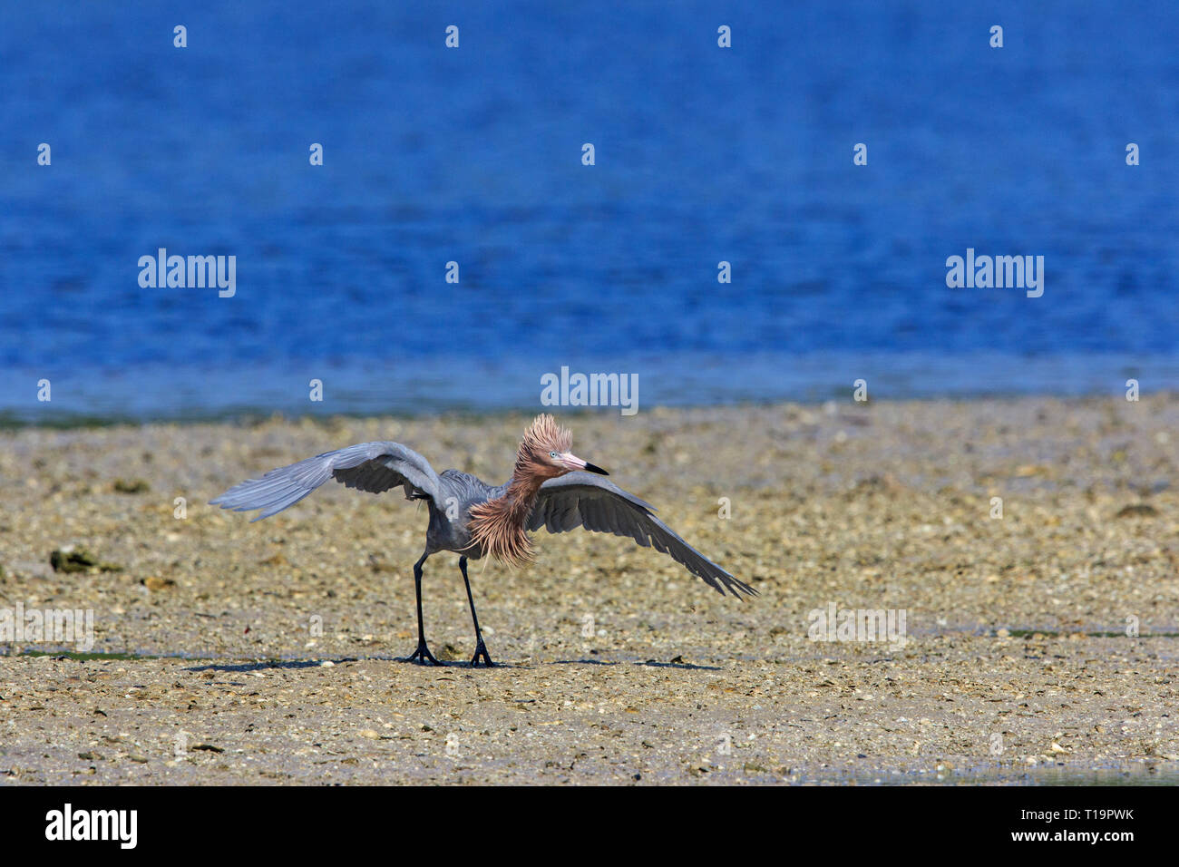 Egret wildlife hi-res stock photography and images - Alamy