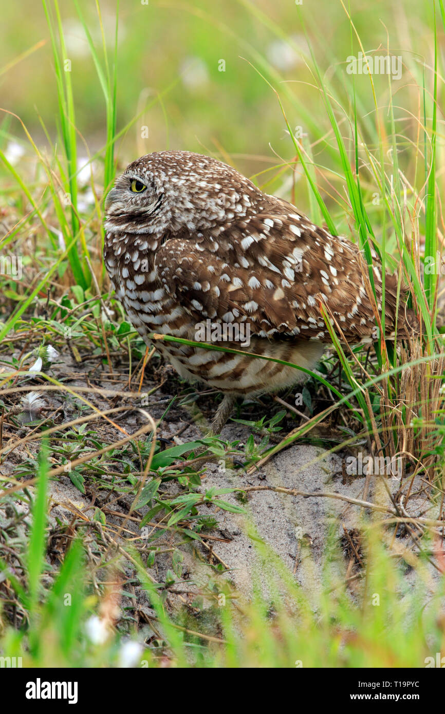 Burrow nesting hi-res stock photography and images - Alamy