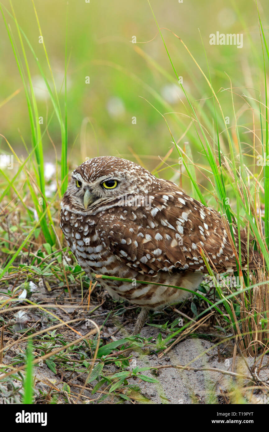 Burrowing owl (Athene cunicularia) at nesting burrow Stock Photo - Alamy
