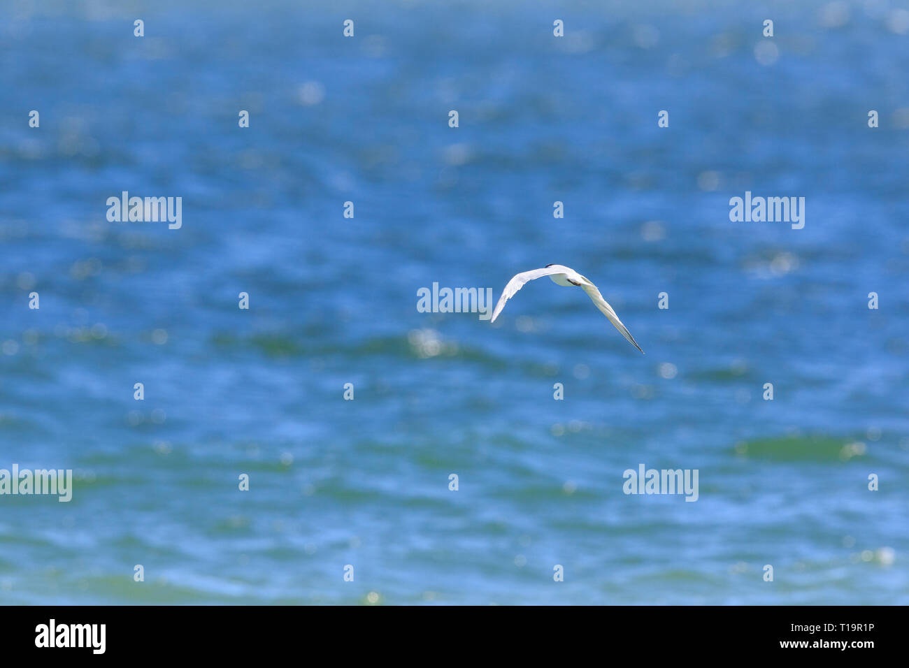 Bird flying off towards the ocean Stock Photo - Alamy