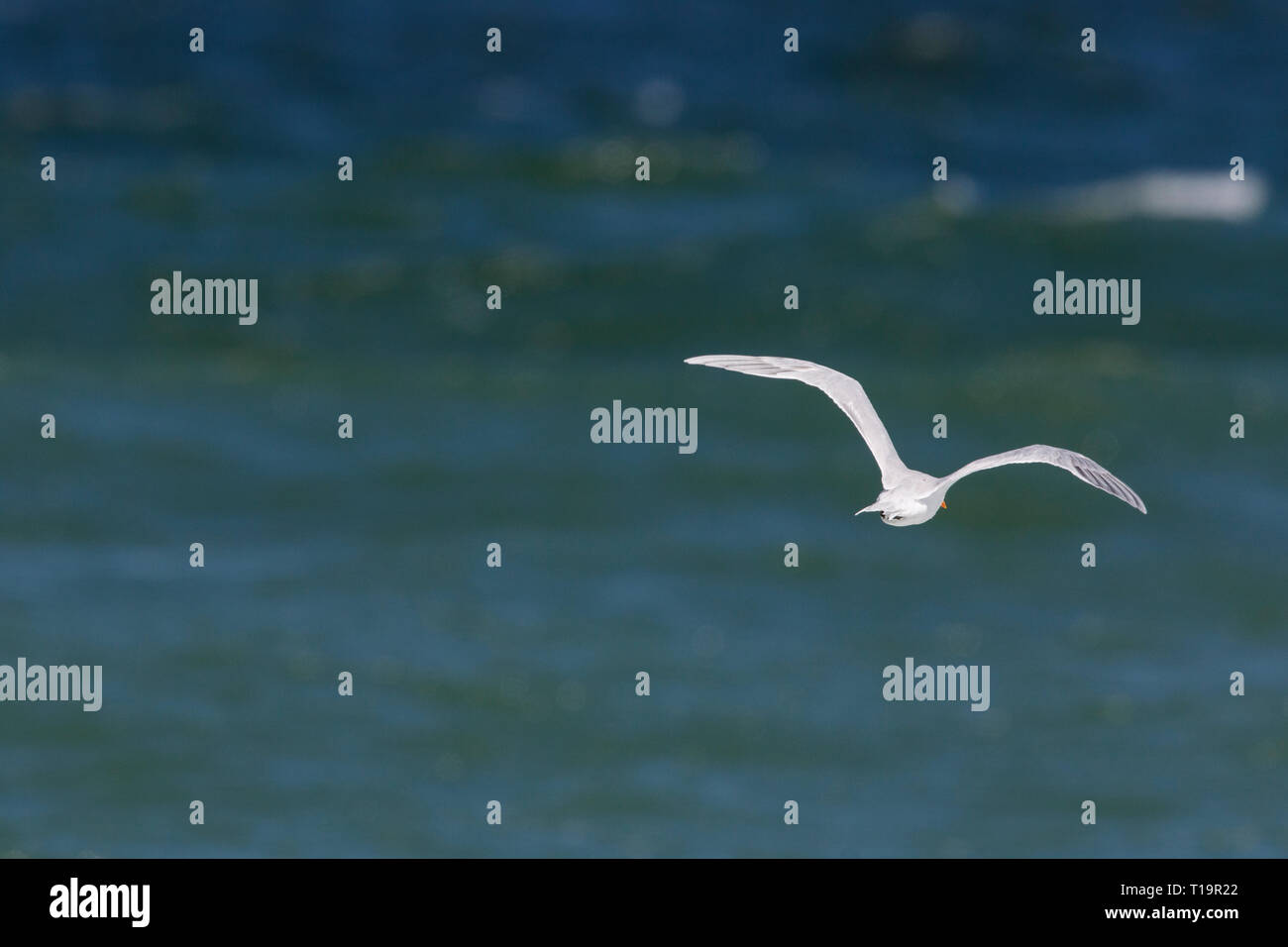 Bird flying off towards the ocean Stock Photo - Alamy