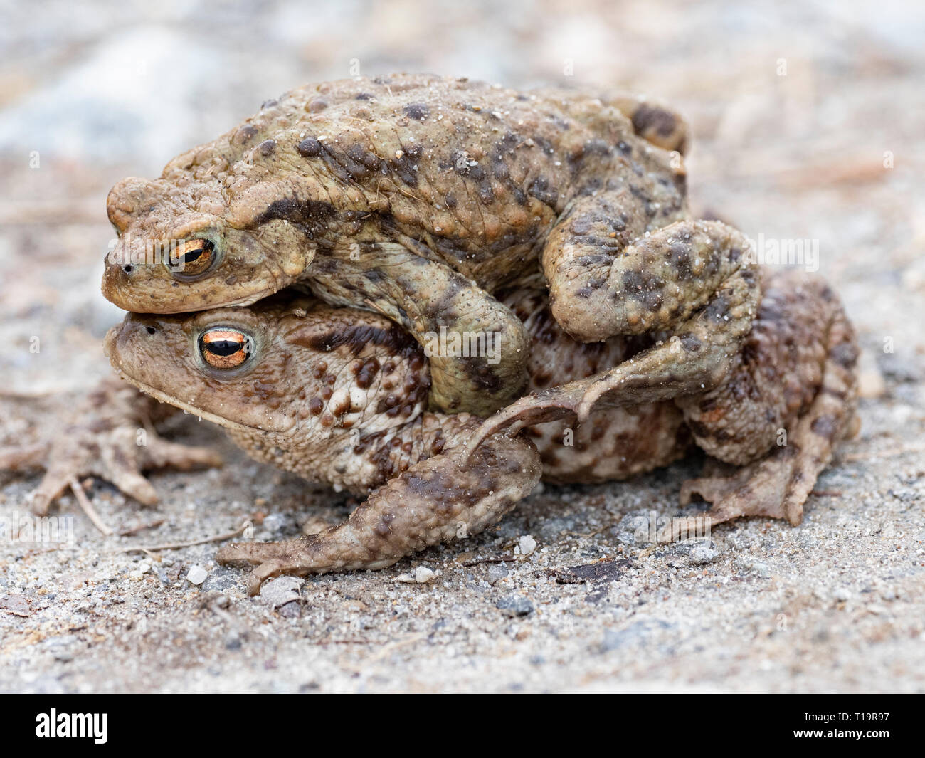 Common Toads Scotland High Resolution Stock Photography and Images - Alamy