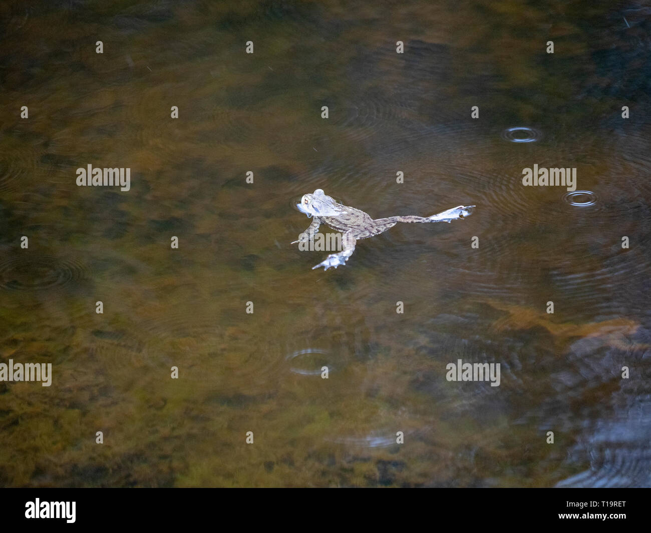 Toad swimming hi-res stock photography and images - Alamy