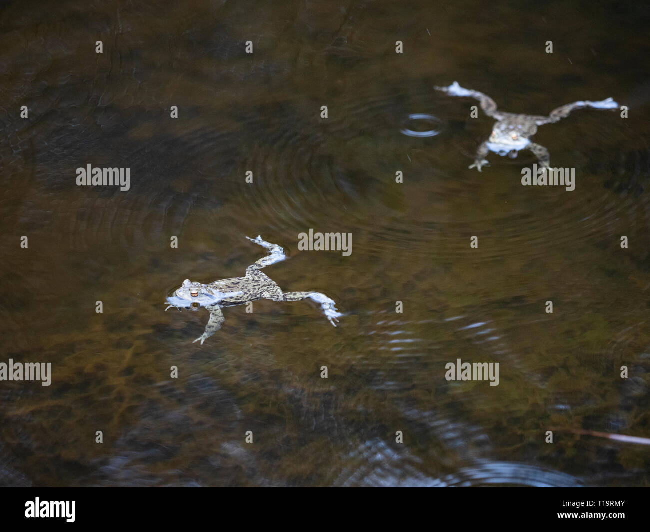 Pair of Common Toads iswimming in forest pond, Scotland, UK Stock Photo ...