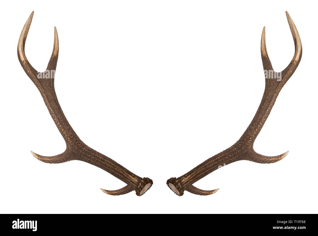 Antler anatomy hi-res stock photography and images - Alamy