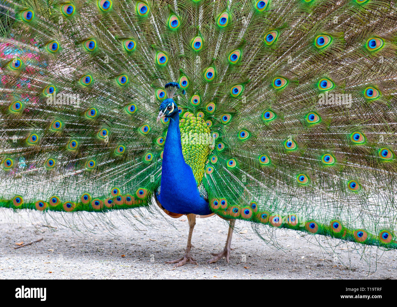 Detail of male peacock showing off his colorful plumage at Beacon Hill ...