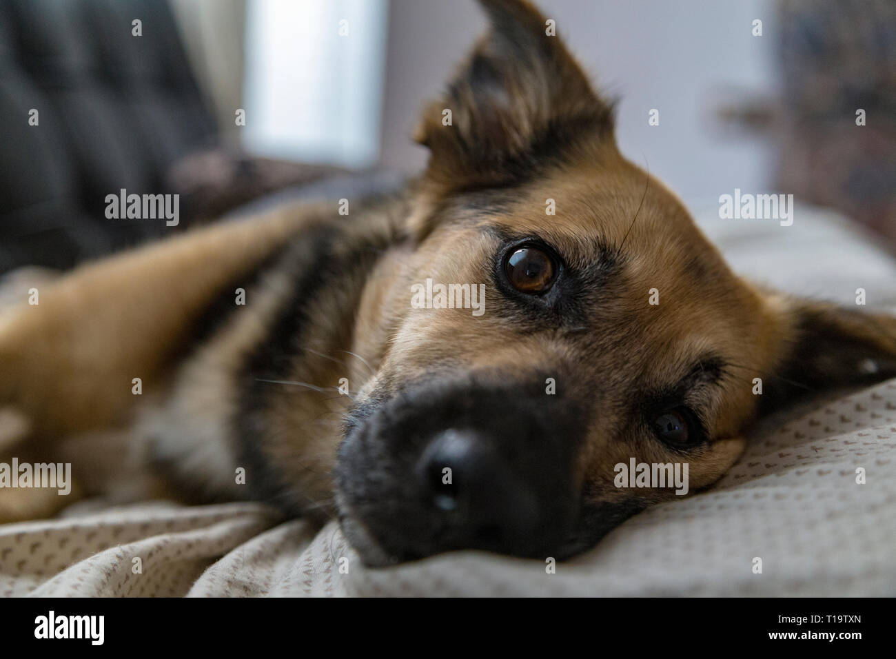 Sleepy dog on couch cuddling Stock Photo - Alamy