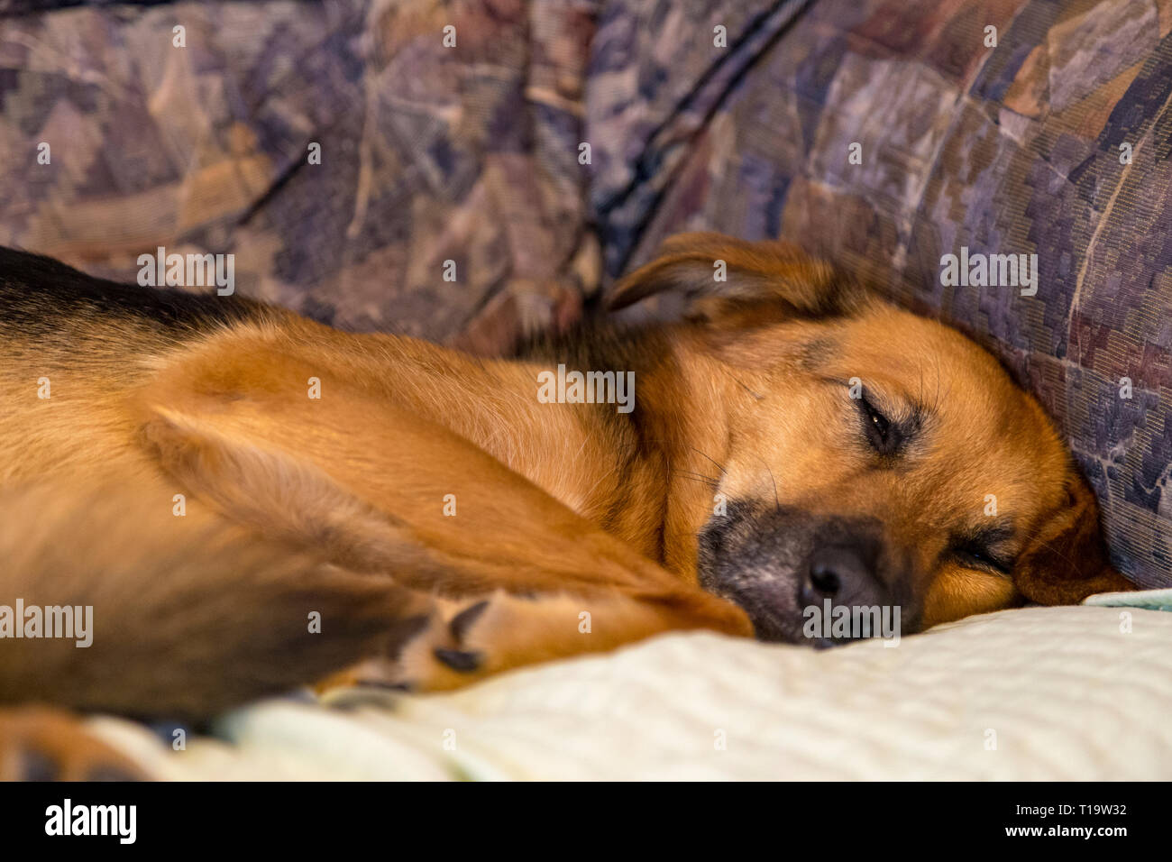 Sleepy dog on couch cuddling Stock Photo - Alamy