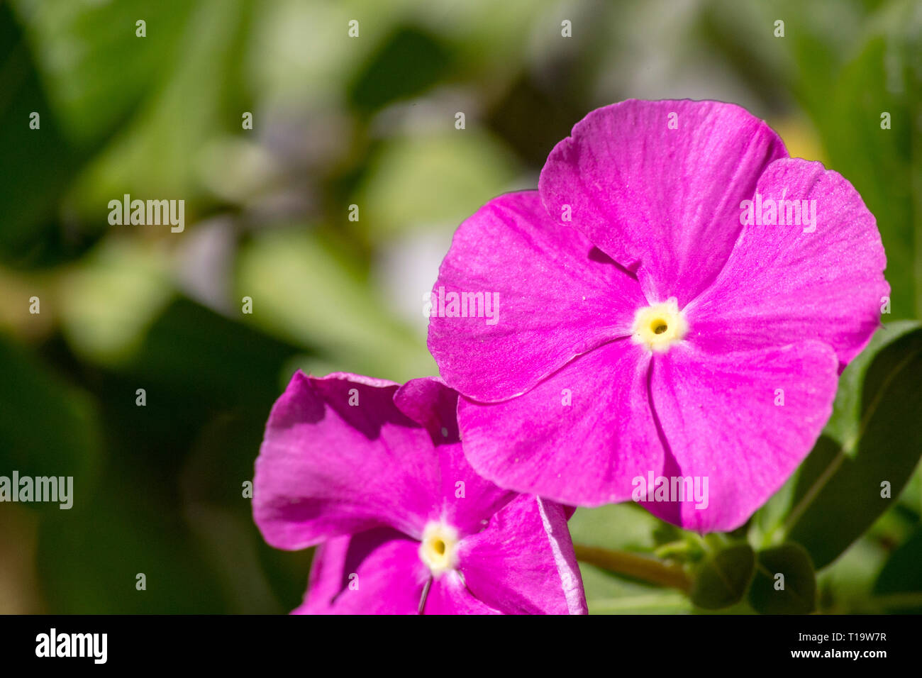Periwinkle family hi-res stock photography and images - Alamy