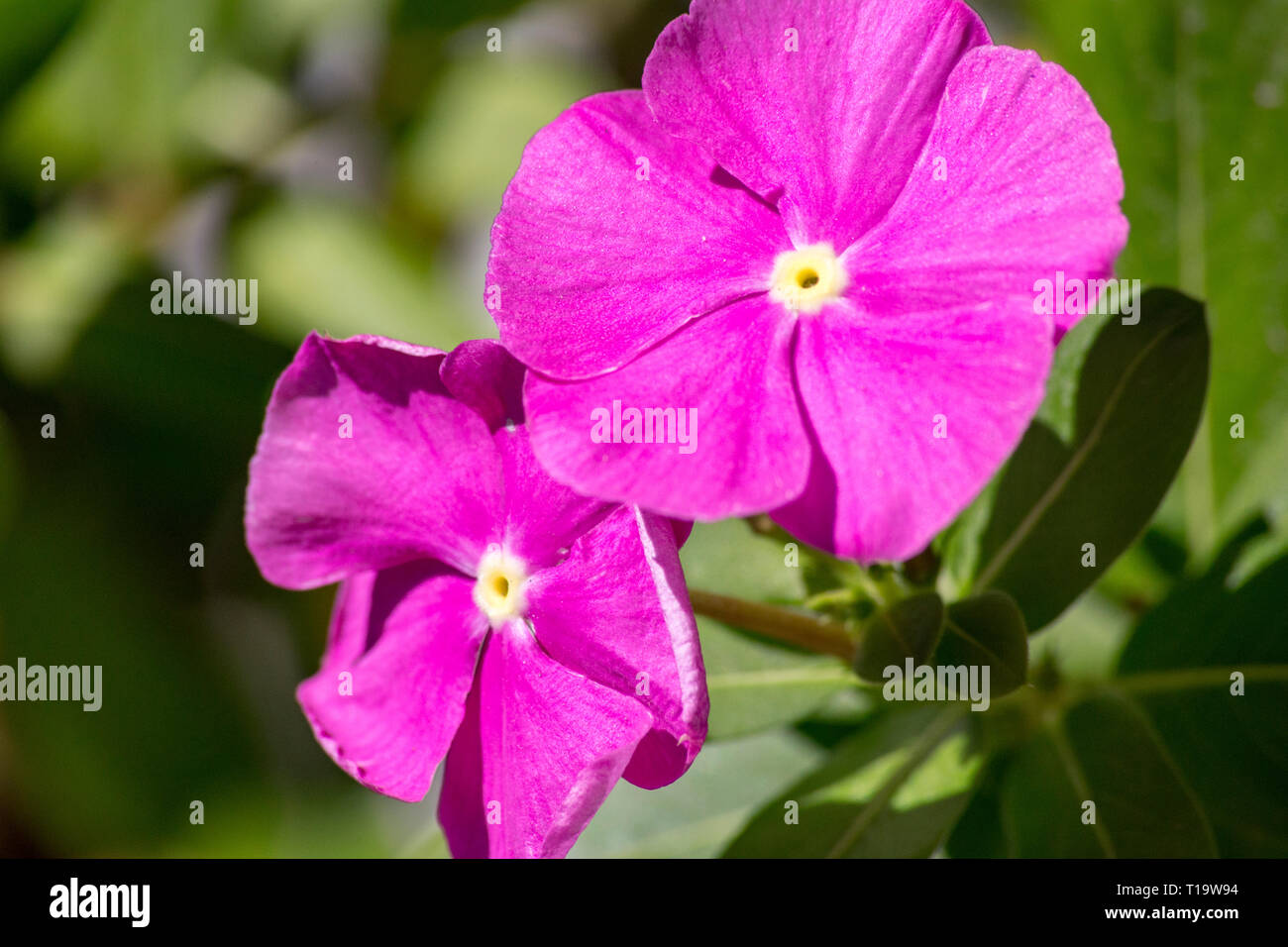 Fuchsia or deep pink vinca flower also called a pervinca from the ...