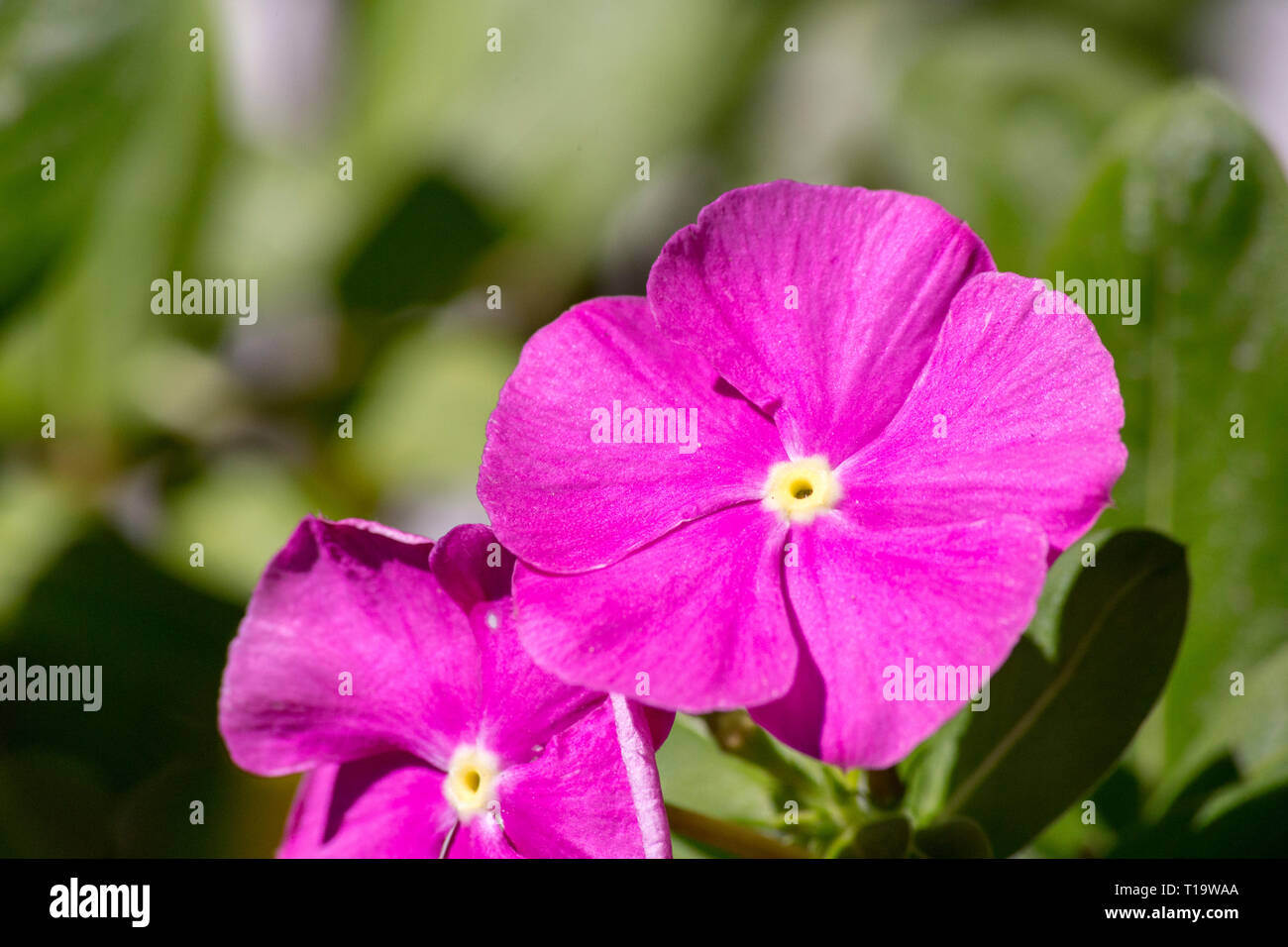 Fuchsia or deep pink vinca flower also called a pervinca from the ...