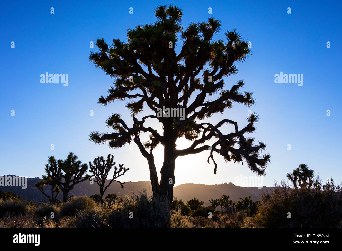 What are joshua trees hi-res stock photography and images - Alamy