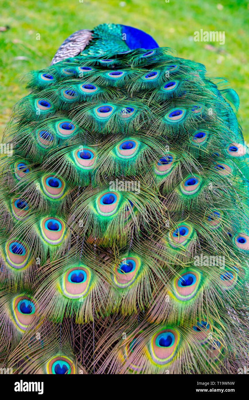 Detail of male peacock showing off his colorful plumage at Beacon Hill ...