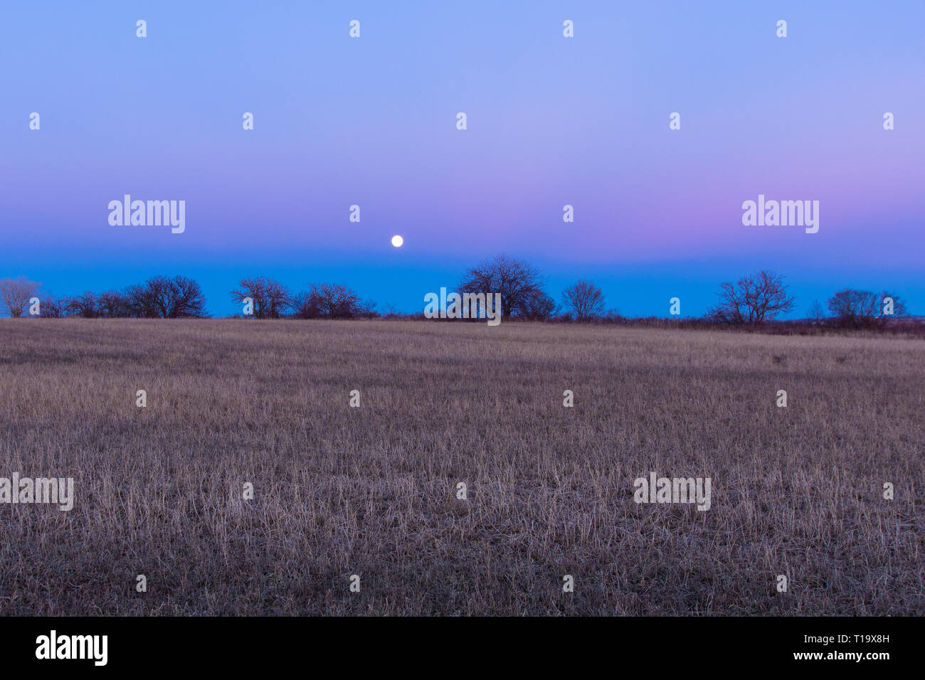 moon rising between trees Stock Photo - Alamy