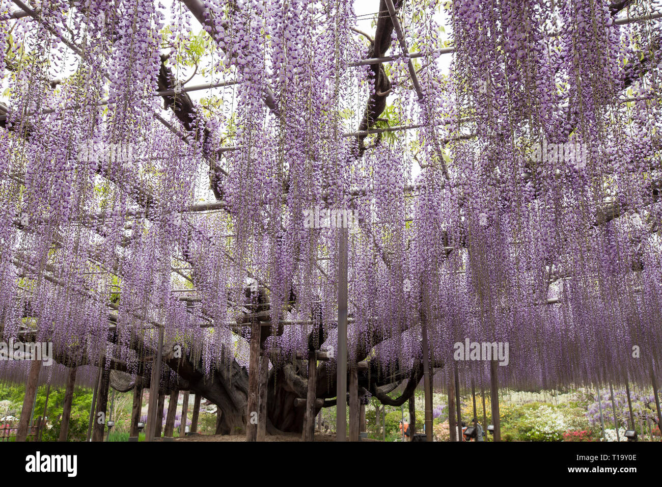 Wisteria Tree High Resolution Stock Photography and Images - Alamy