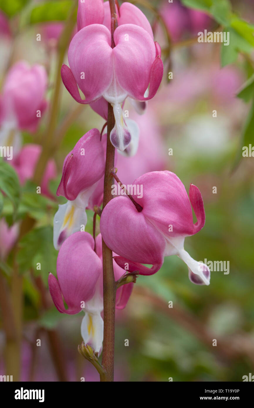 Detail of Asian Bleeding Heart, a flowering plant in the poppy family ...