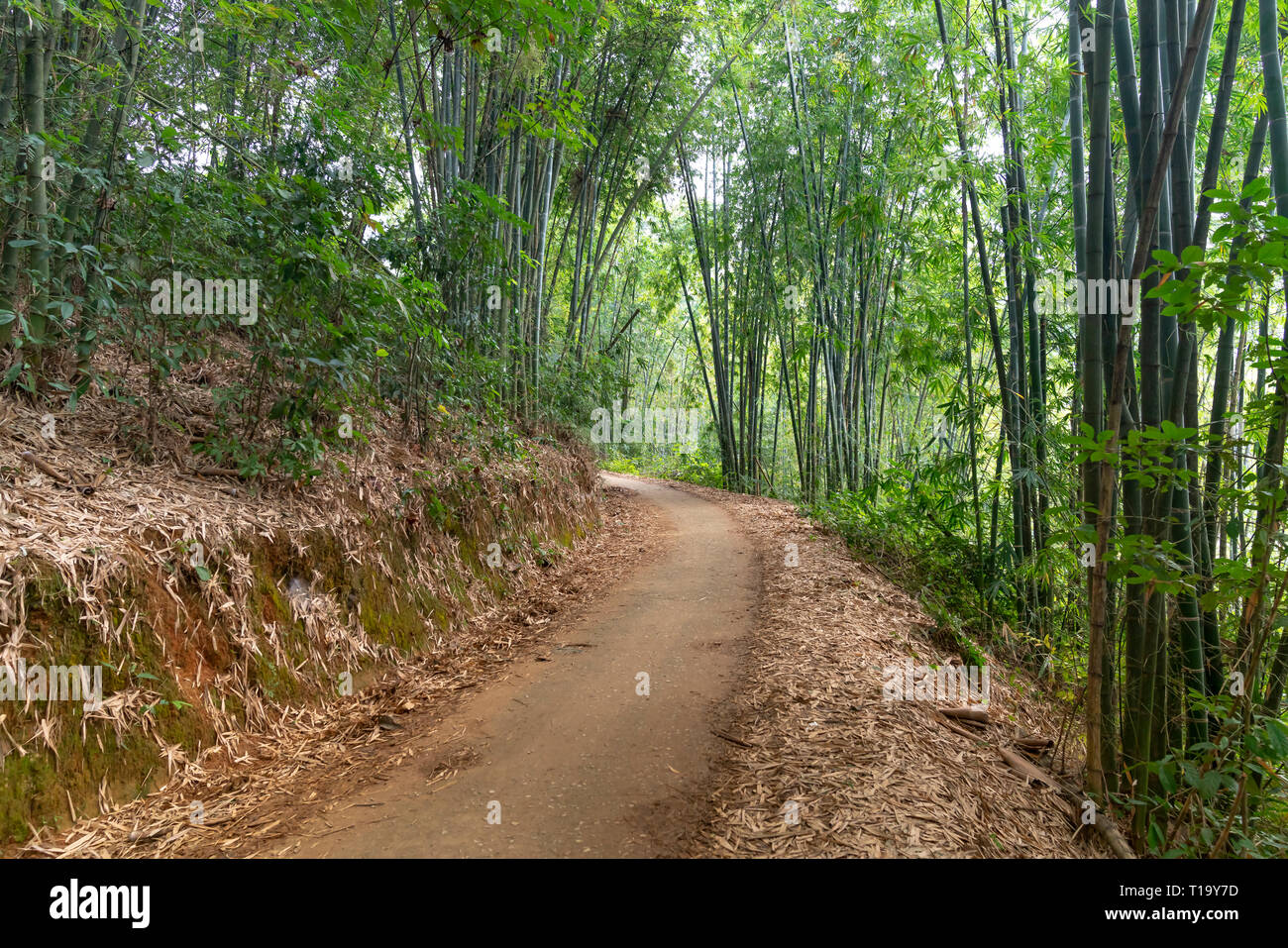 Scenic dirt road walkway among green bamboo trees. Woods road. Amazing ...