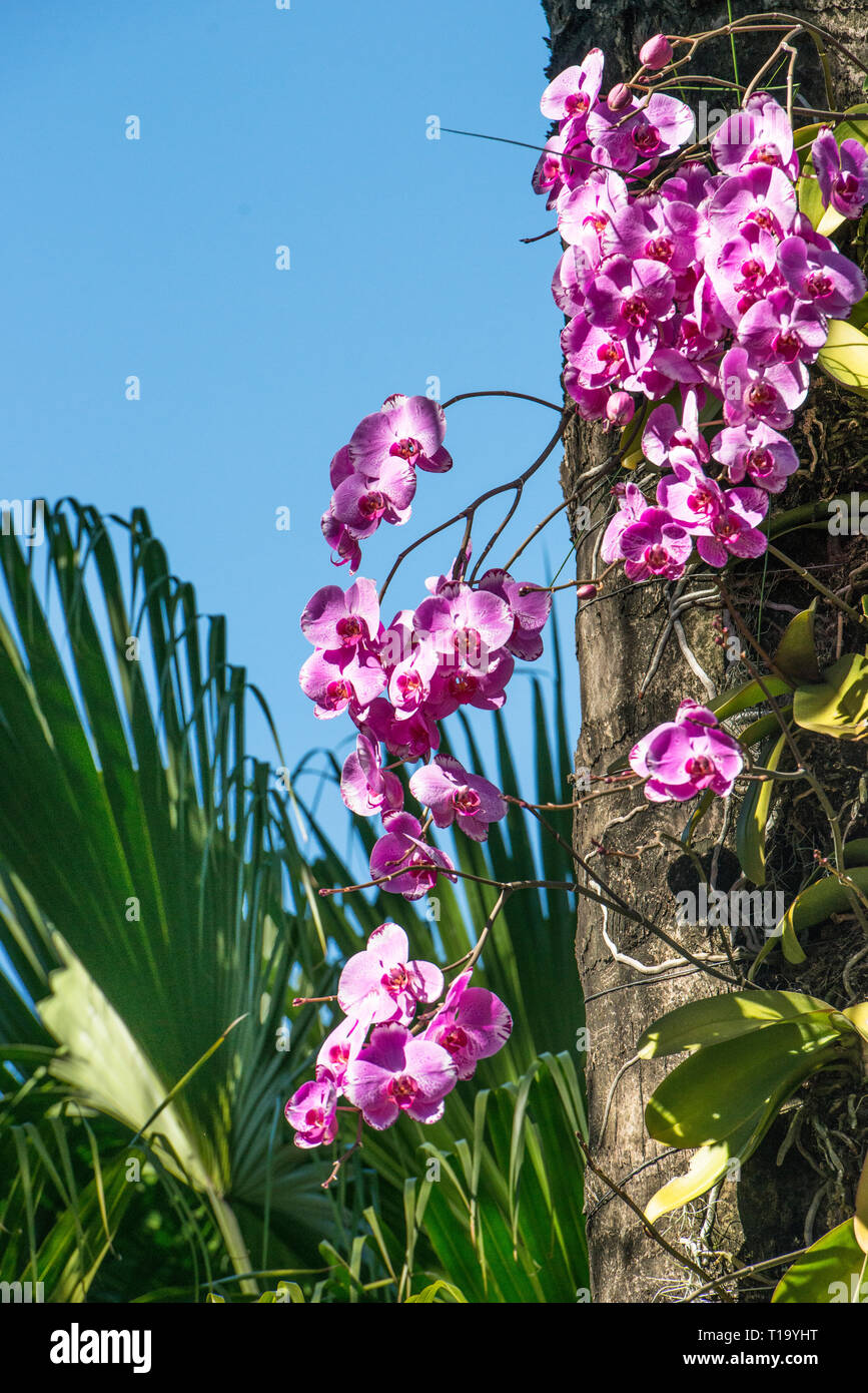 Pink Wild Orchid Flower