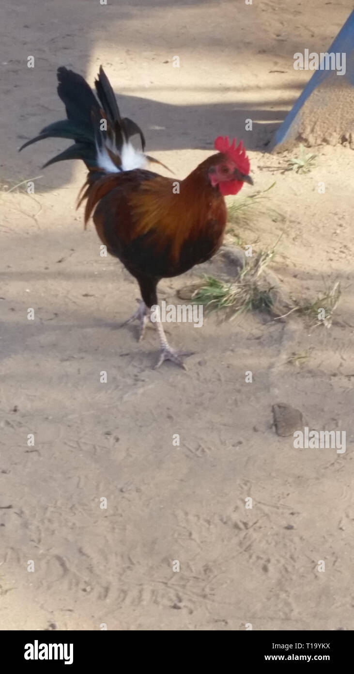Banty rooster hi-res stock photography and images - Alamy