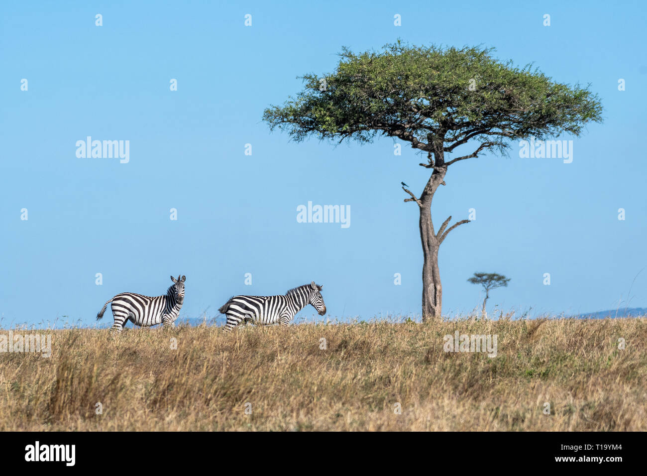 Zebras looking up for predators while feeding grass under a tree in ...