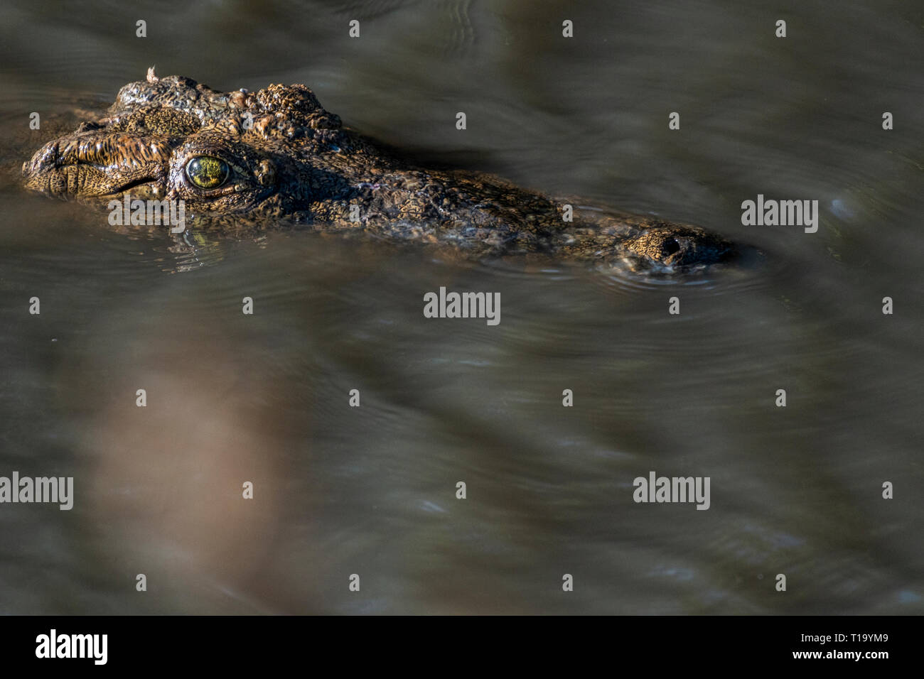Nile Crocodile Eating High Resolution Stock Photography and Images - Alamy