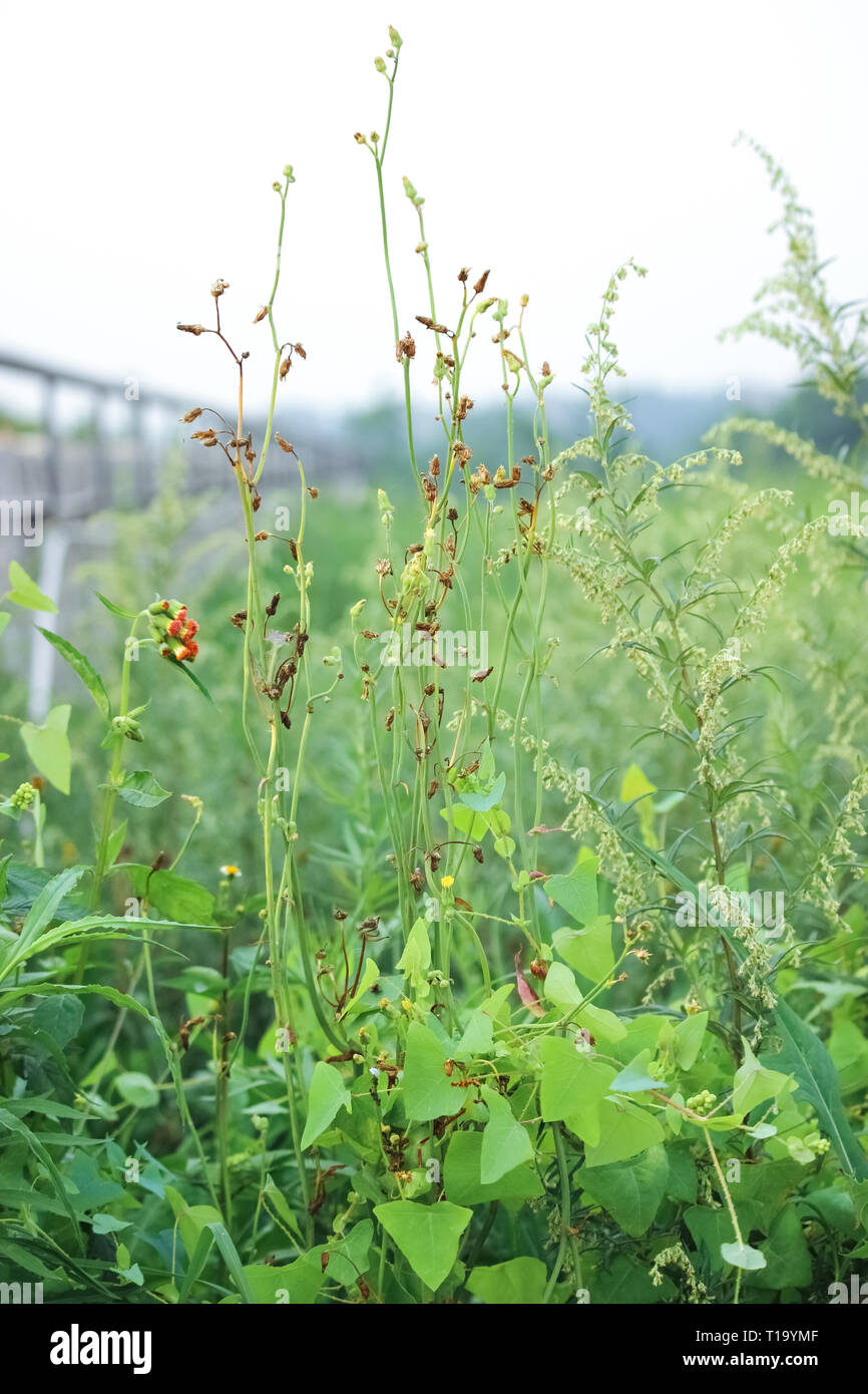 The vines on the grass, the green background, the green leaves, the ...