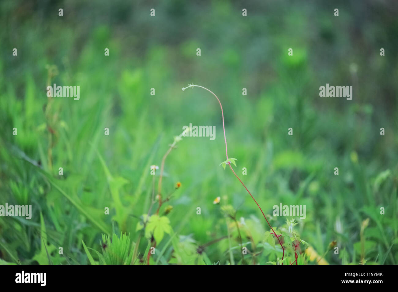 The vines on the grass, the green background, the green leaves, the ...