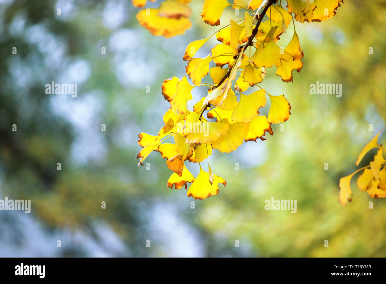 Venation in nature hi-res stock photography and images - Alamy