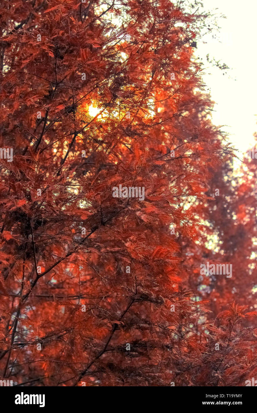 Revisability hi-res stock photography and images - Alamy