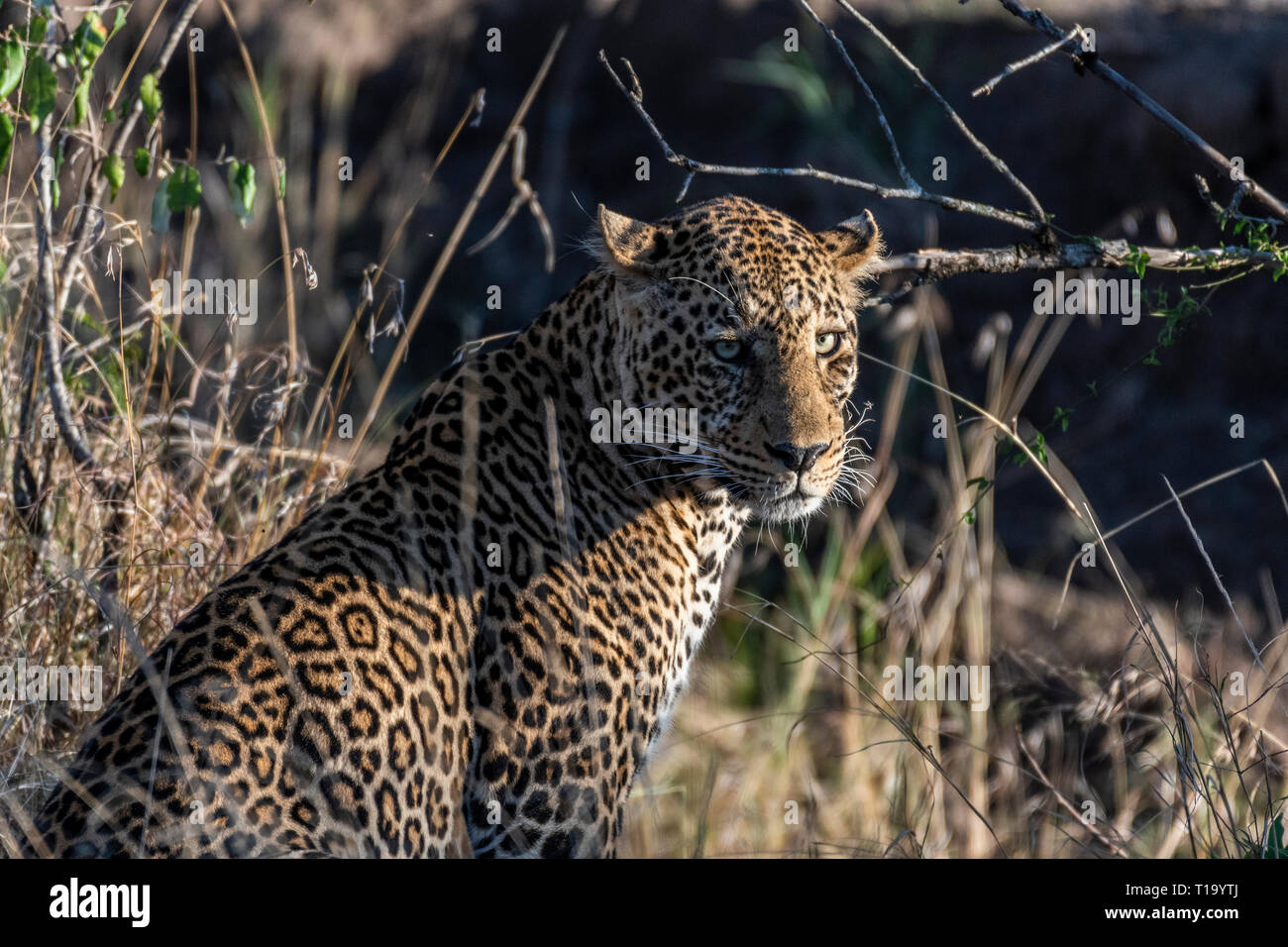Male and female leopard hi-res stock photography and images - Alamy