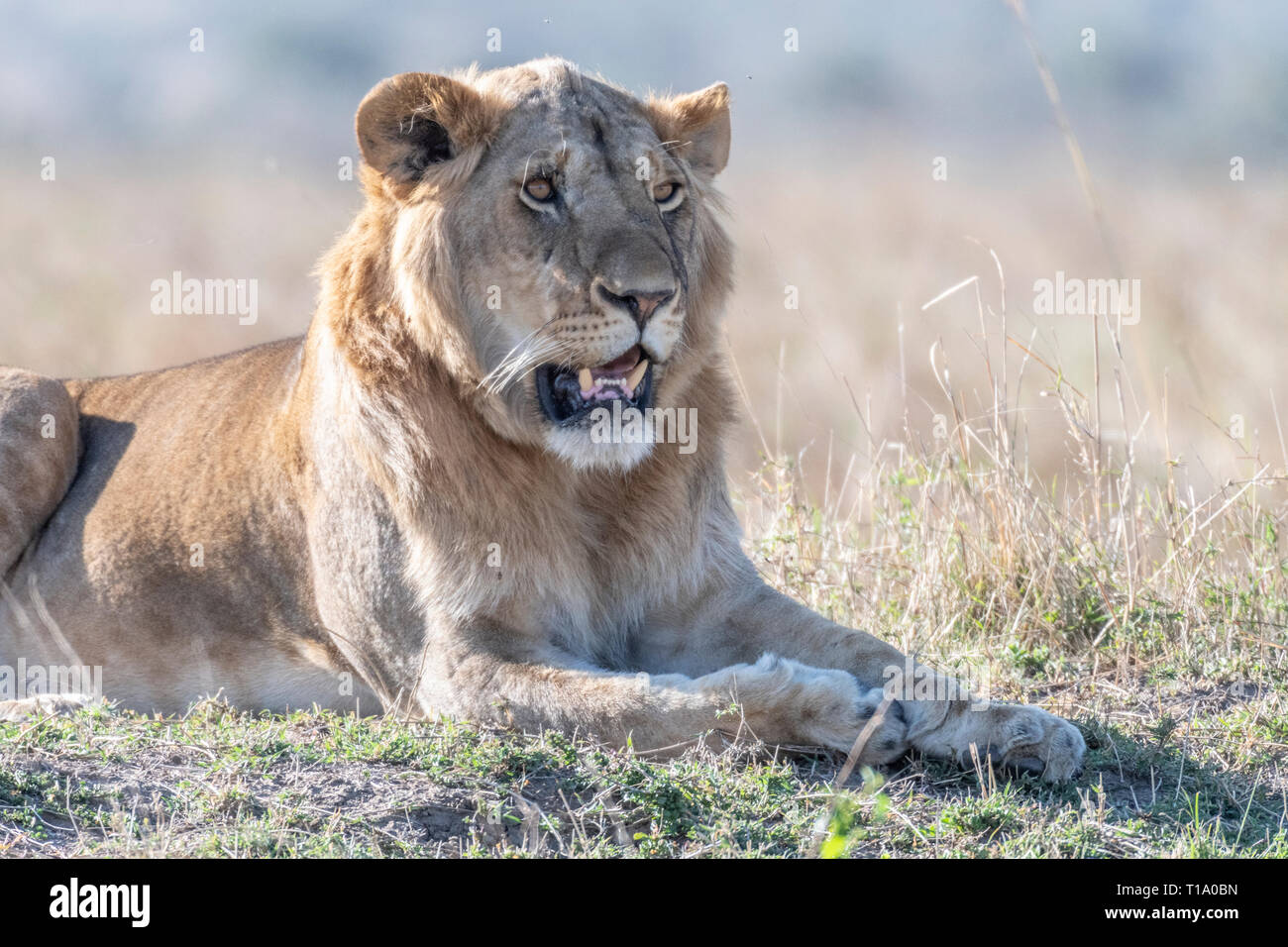 Big male lion resting in daytime in Maasai Mara Stock Photo - Alamy