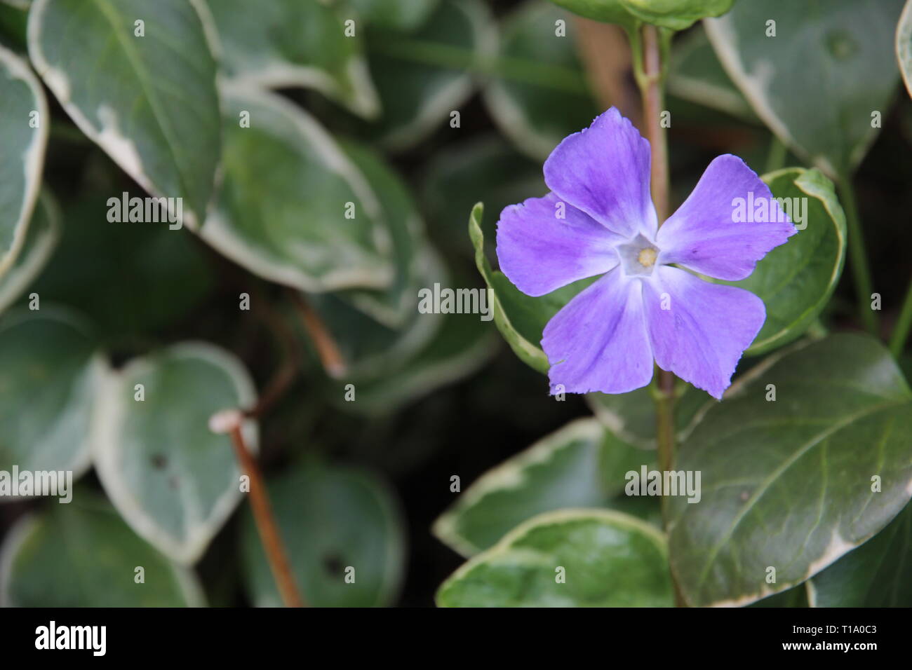 Blue vinca hi-res stock photography and images - Alamy