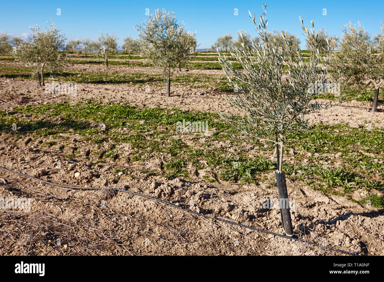 Olive young tree plantation in Andalusia. Spanish harvest landscape ...