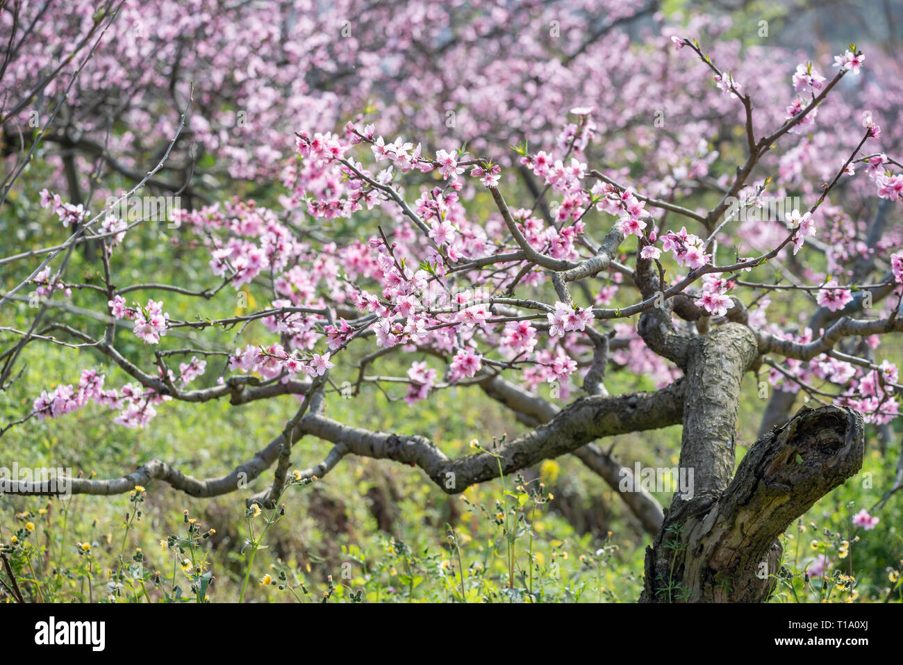 China blossom tree mountains hi-res stock photography and images - Alamy
