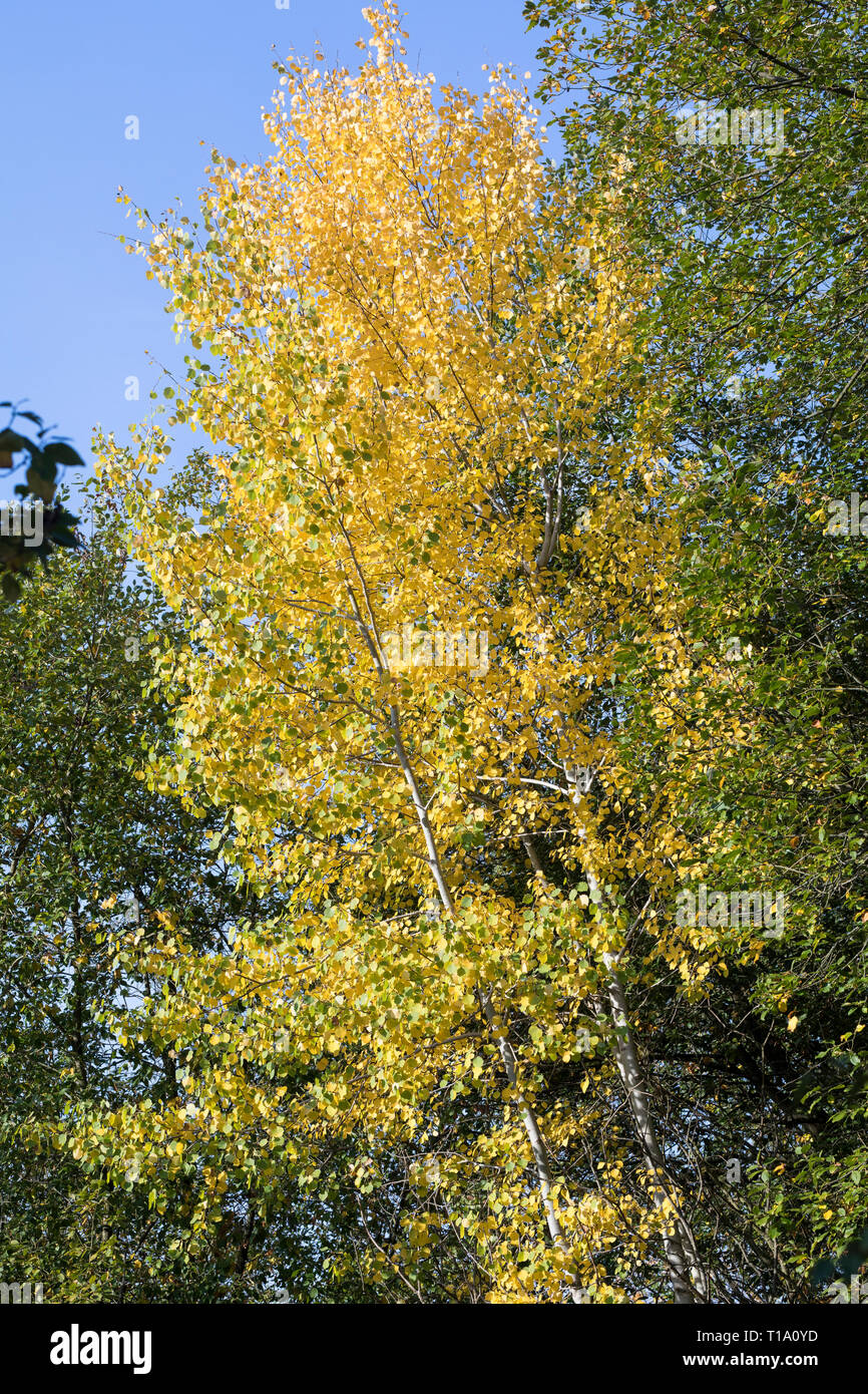 Populus tremula hi-res stock photography and images - Alamy