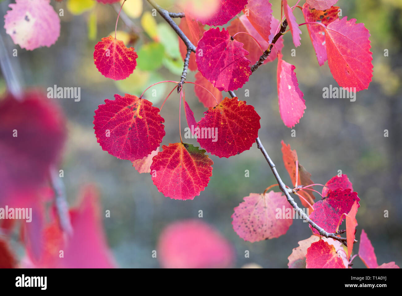 Pappel blatt hi-res stock photography and images - Alamy