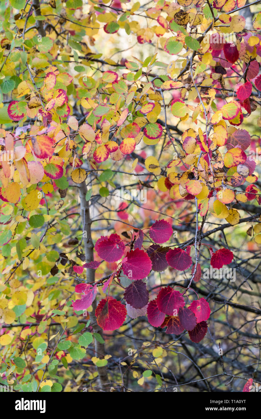 Aspen baum blatt hi-res stock photography and images - Alamy