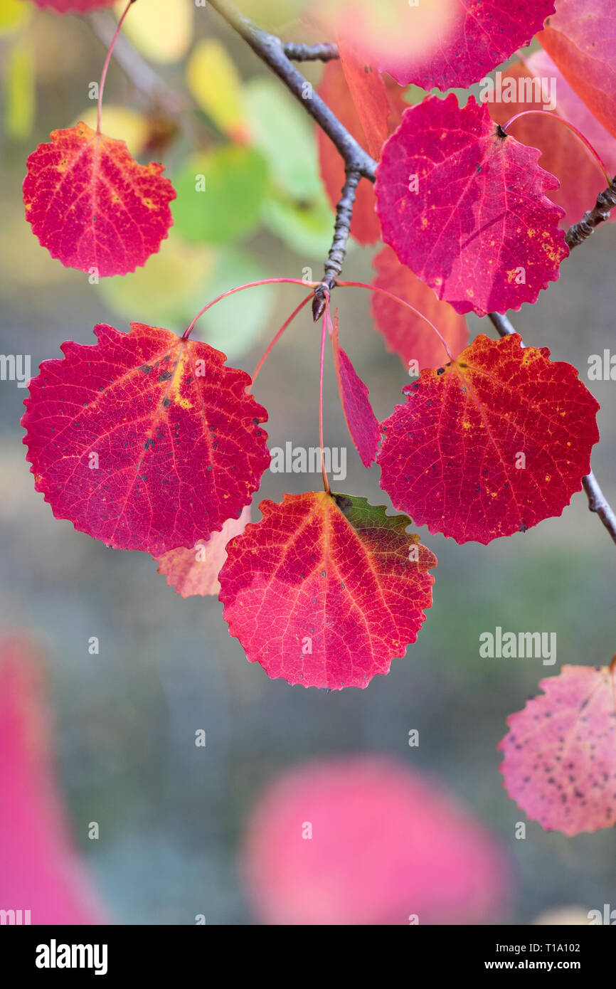 Aspen baum blatt hi-res stock photography and images - Alamy
